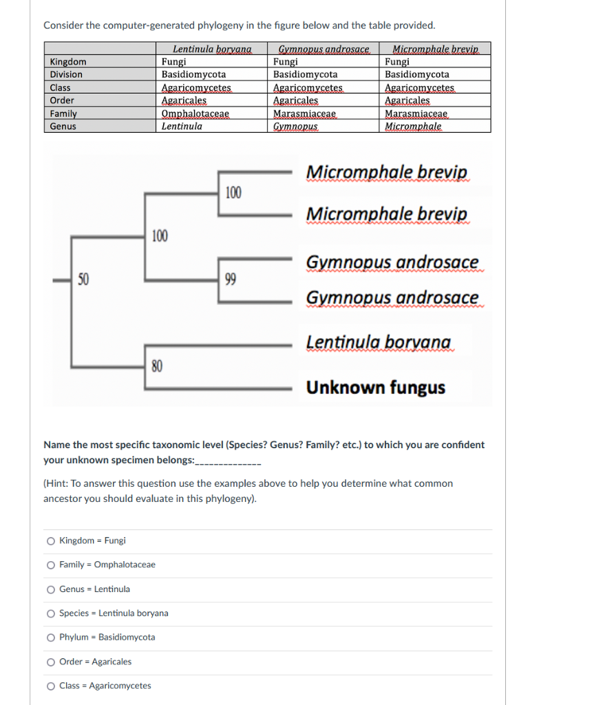 Solved Consider the computer-generated phylogeny in the | Chegg.com