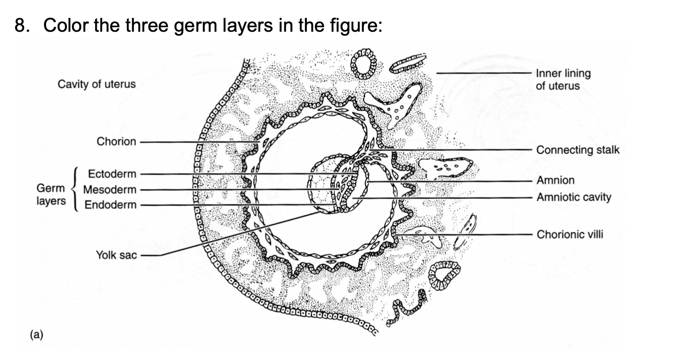 Solved 8. Color the three germ layers in the figure: Cavity | Chegg.com