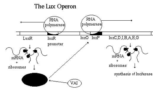 Solved Remember the movie Finding Nemo? The lantern fish | Chegg.com