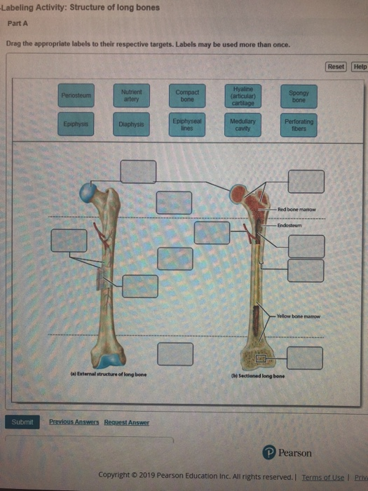 Solved Art-Labeling Activity: structure of long bonesDrag | Chegg.com