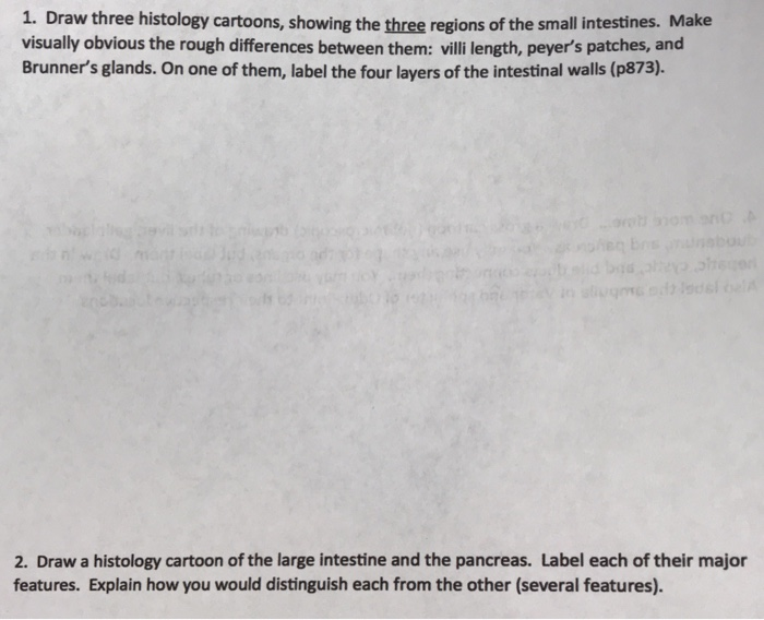 Solved 1. Draw three histology cartoons, showing the three | Chegg.com