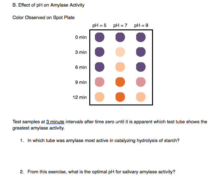 Solved PROCEDURE Part I: Functional Studies with Amylase | Chegg.com