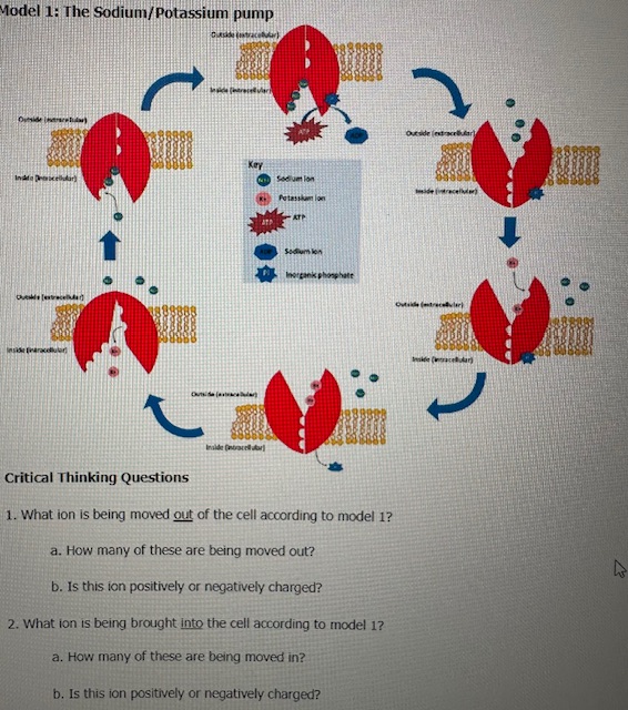 Solved Model 1: The Sodium/Potassium pump. 1. What ion is | Chegg.com