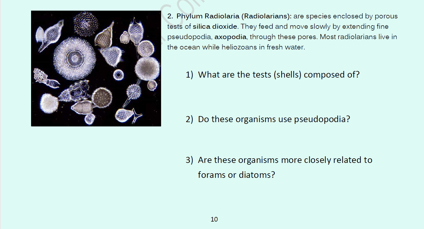 Solved Melosis Rose 47 2. Phylum Heterokontophyta | Chegg.com