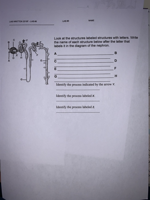 Solved Name Lab Written 2018f Lab 8 Lab 8 Look At The