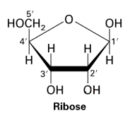 Solved Above is a Haworth projection of ribose. In a | Chegg.com