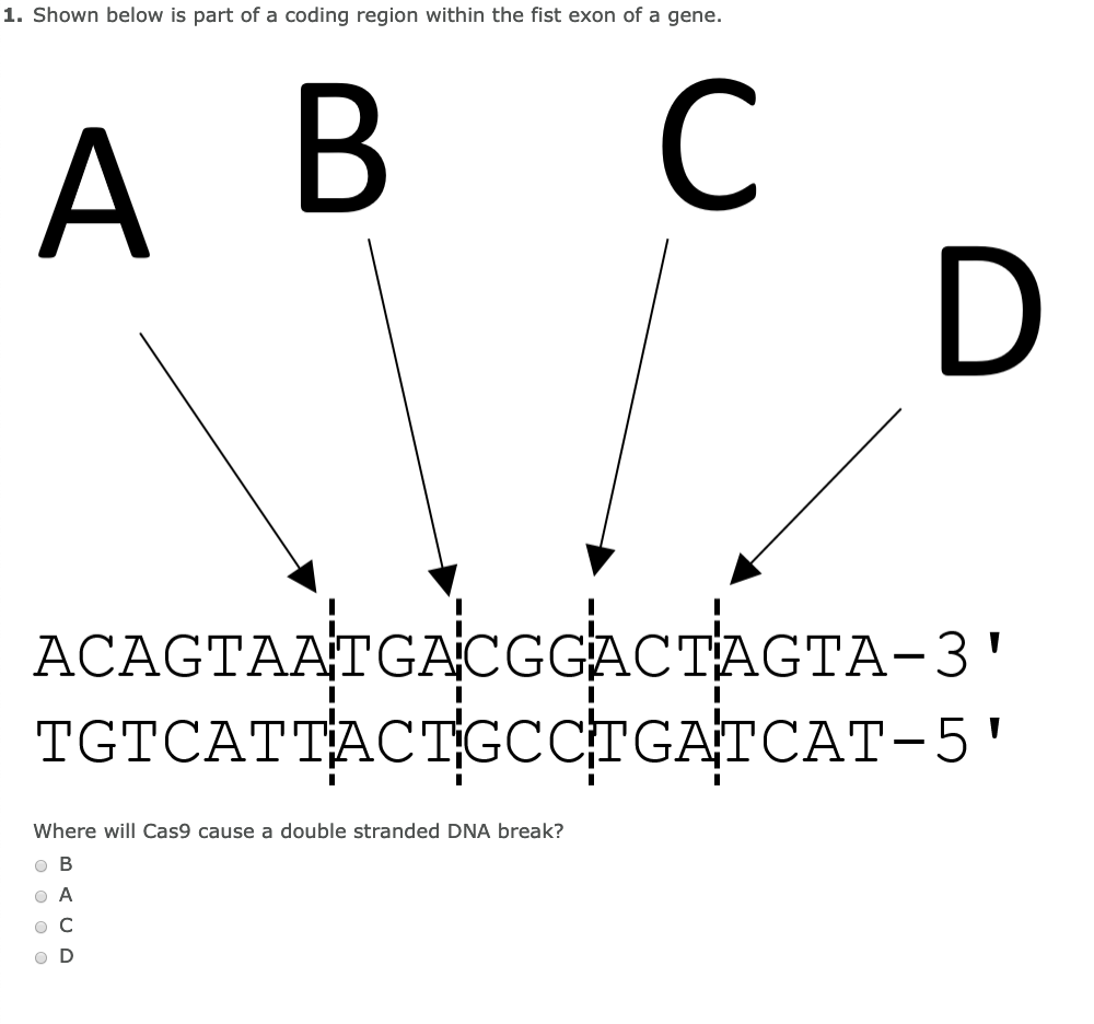 Solved 1. Shown below is part of a coding region within the | Chegg.com