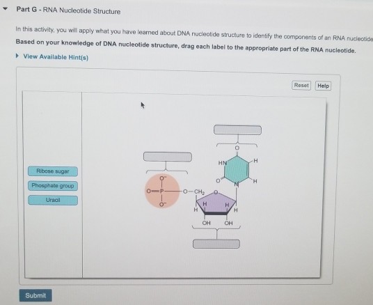 Solved Part G - RNA Nucleotide Structure In this activity, | Chegg.com Solved Part G - RNA Nucleotide Structure In this activity, | Chegg.com