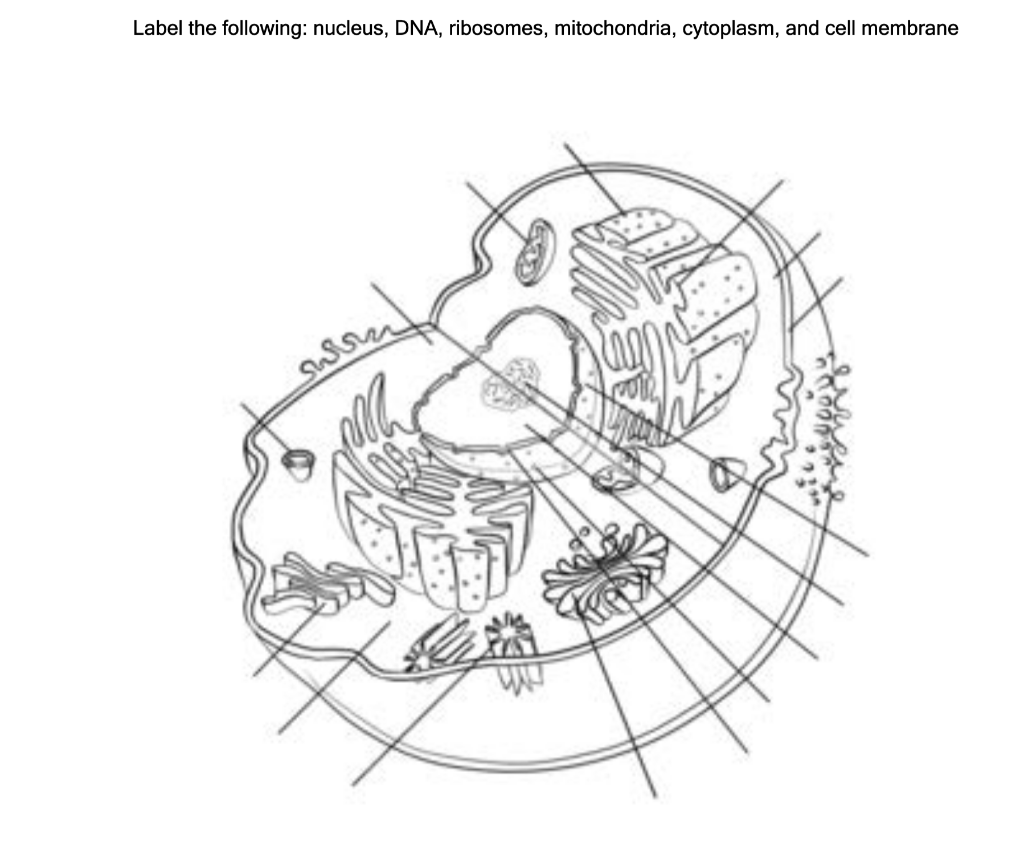 Solved Label the following: nucleus, DNA, ribosomes, | Chegg.com
