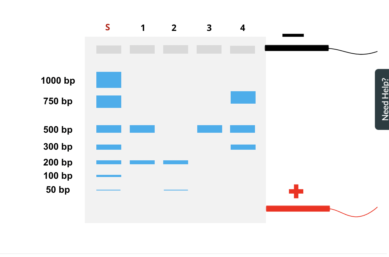 Solved 1. Record the base pair lengths for each of the | Chegg.com