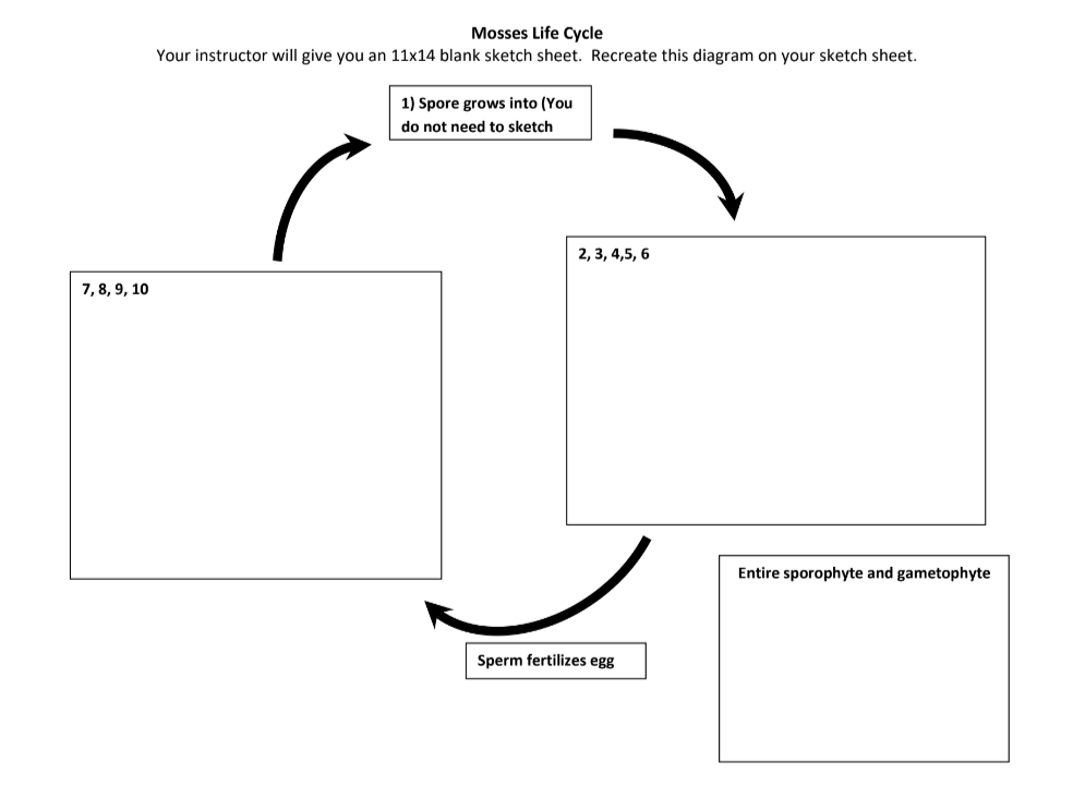 Solved Please help me fill in the boxes Mosses Life Cycle | Chegg.com