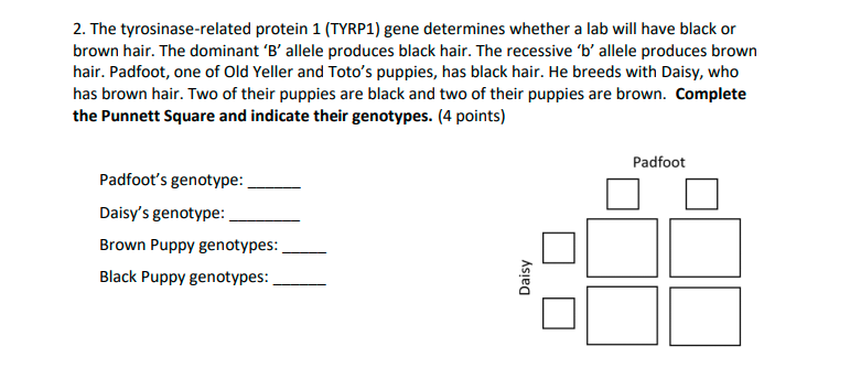 Solved 2. The tyrosinase-related protein 1 (TYRP1) gene | Chegg.com