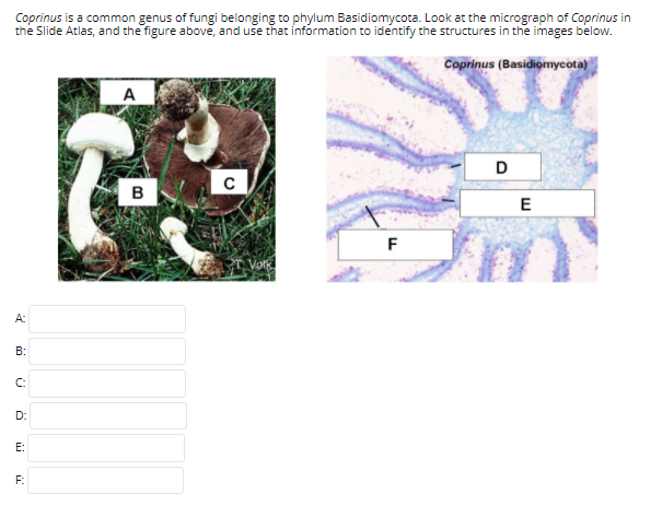 Solved Coprinus is a common genus of fungi belonging to | Chegg.com