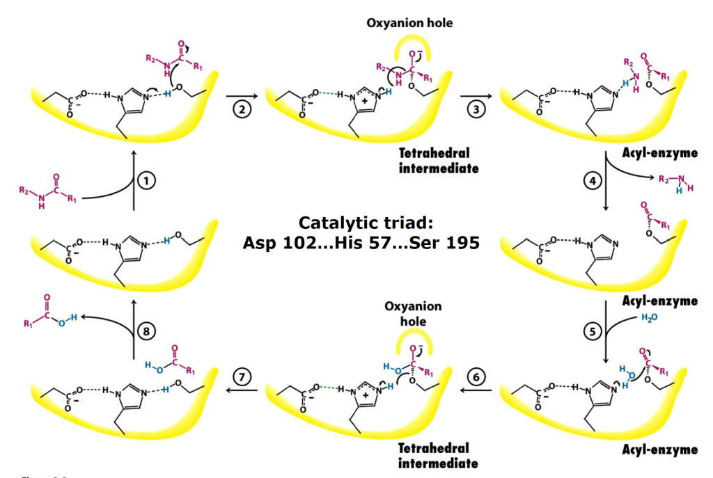Solved Oxyanion hole (2) Tetrahedral Acyl-enzyme | Chegg.com