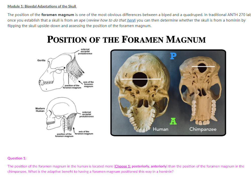 Solved Module 1: Bipedal Adaptations of the Skull The | Chegg.com