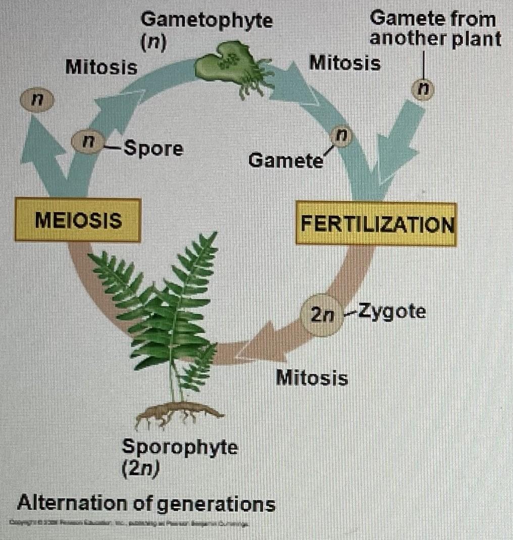 Solved Alternation Of Generationsthe Paragraph Below Details