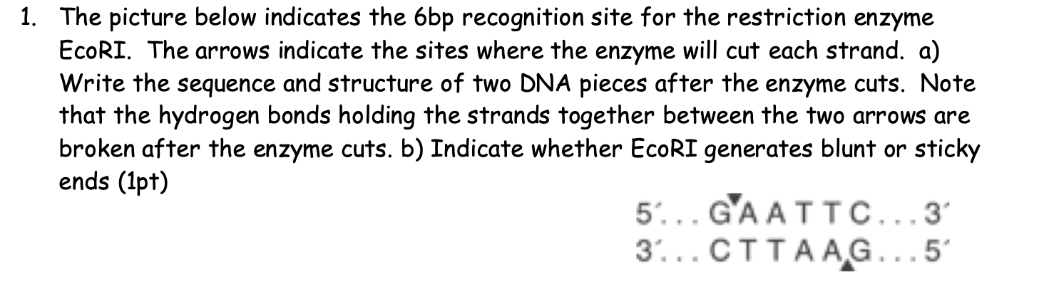 Solved 1. The picture below indicates the 6bp recognition | Chegg.com