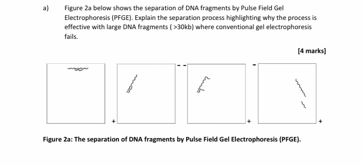 Solved a) Figure 2a below shows the separation of DNA | Chegg.com