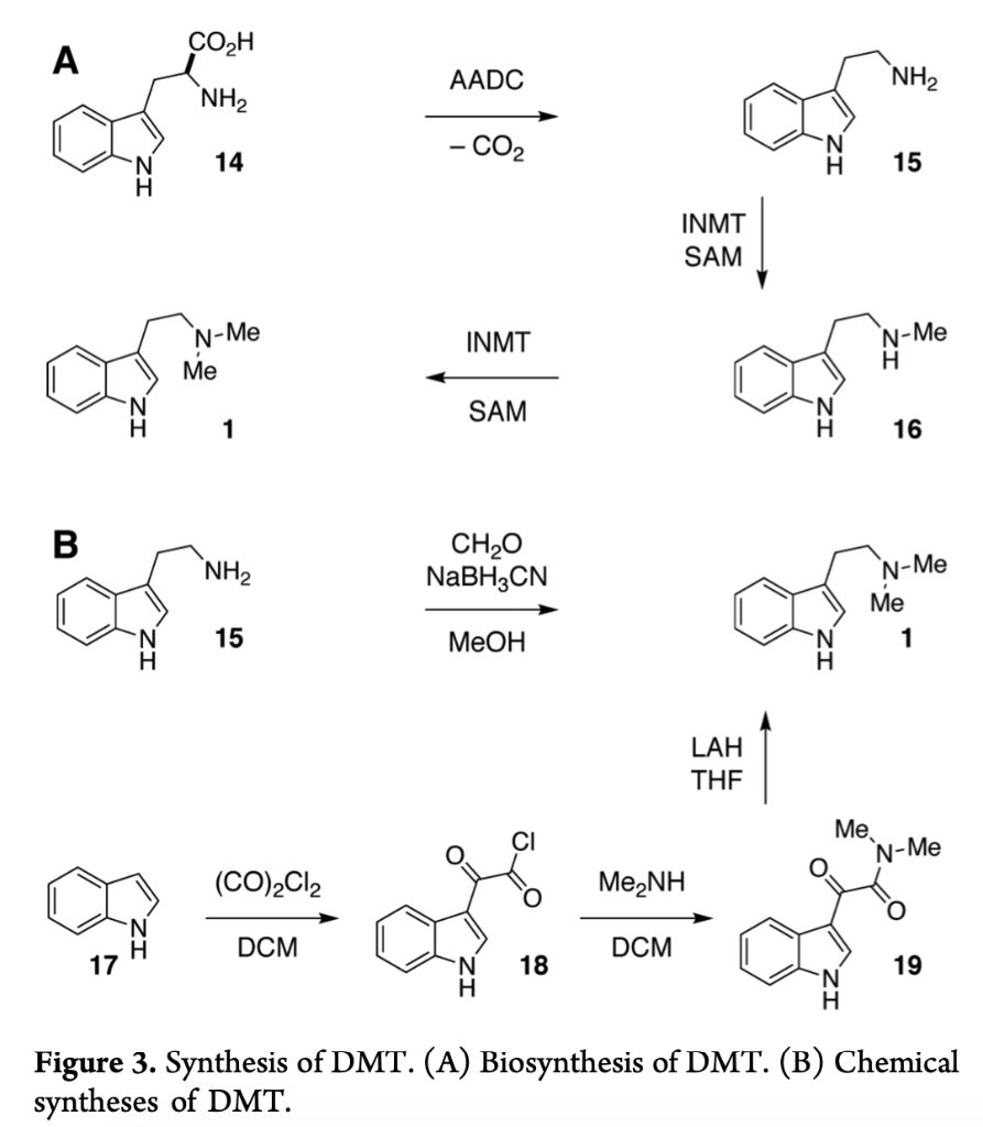Solved What intermediate is formed when tryptamine is | Chegg.com