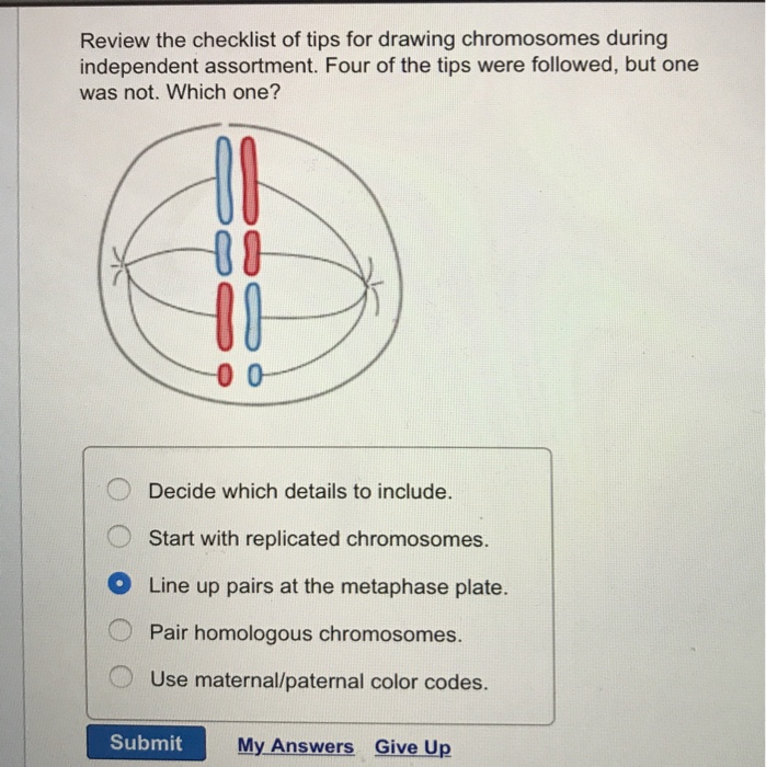 Review the checklist of tips for drawing chromosomes | Chegg.com