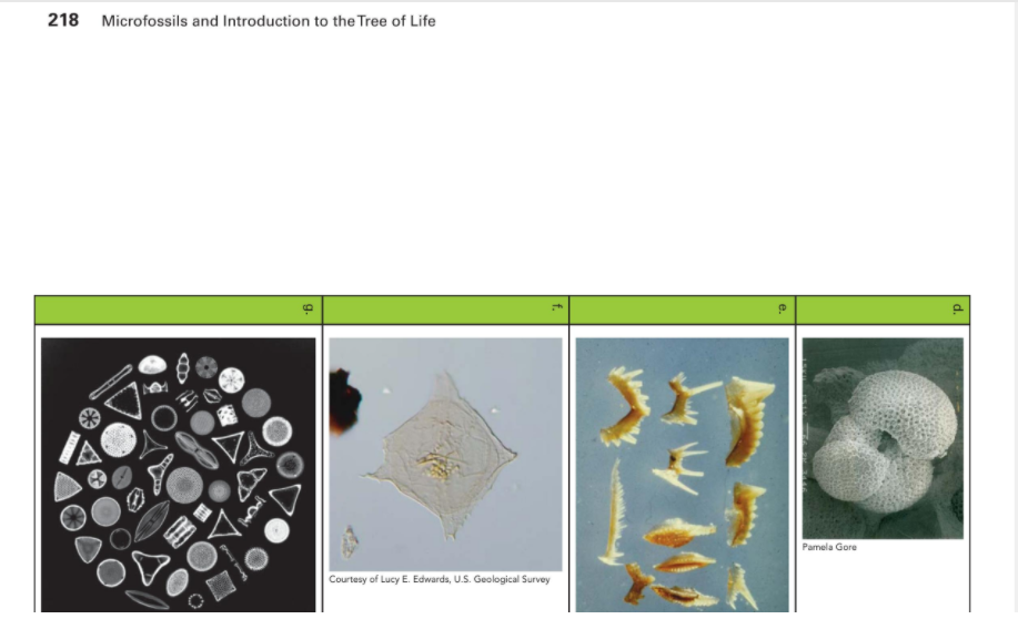Solved 218 Microfossils and Introduction to the Tree of Life | Chegg.com