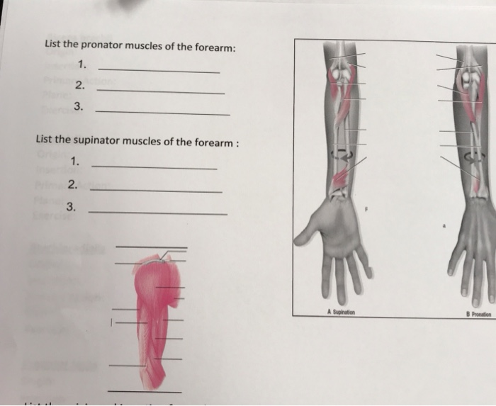 Supinator And Pronator Muscles