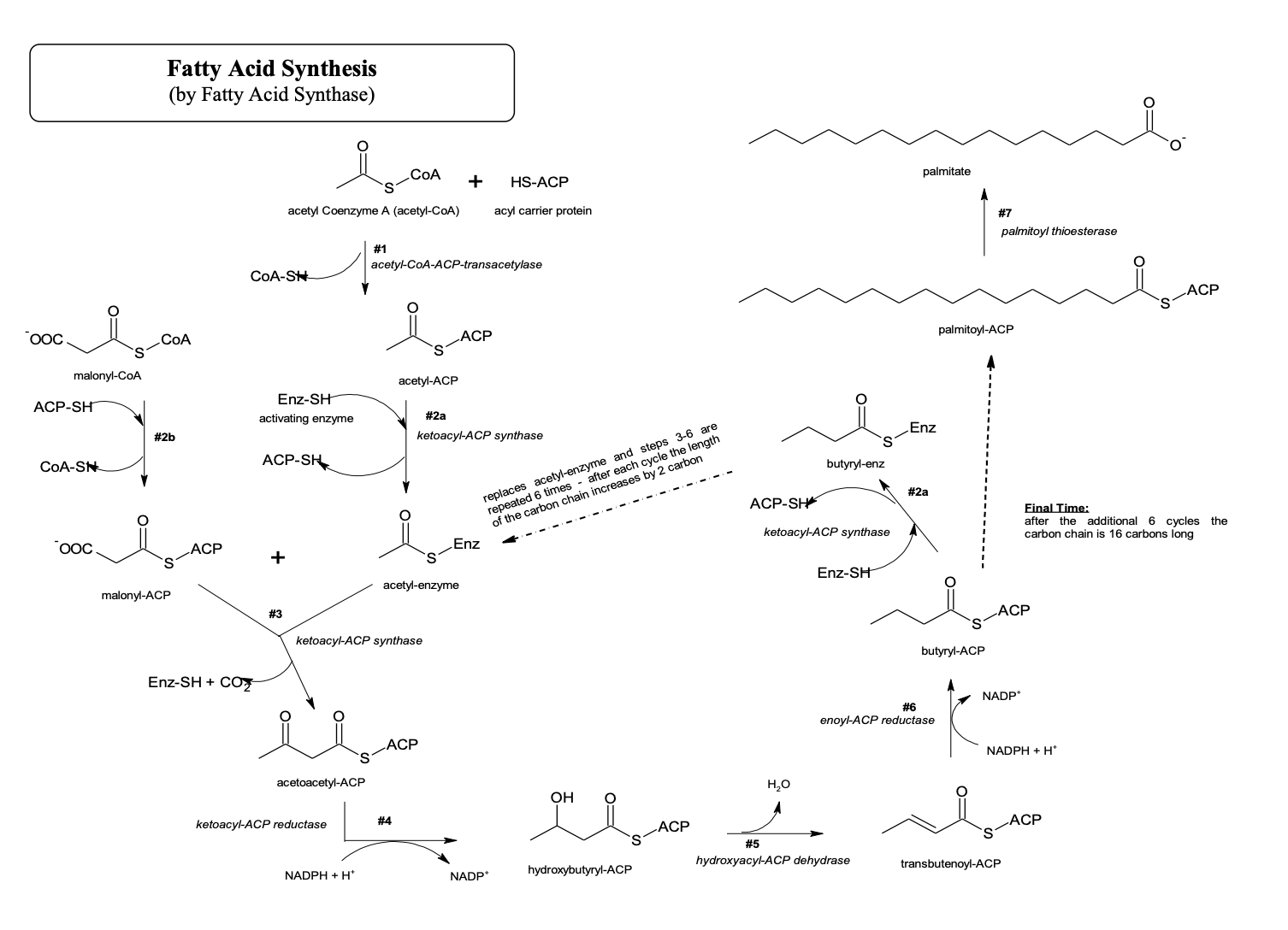 Solved Using the following map of the fatty acid synthesis, | Chegg.com