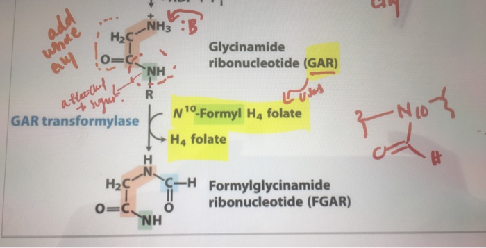 Solved NH3 H2C Glycinamide NHribonucleotide (GAR) N10-Formyl | Chegg.com