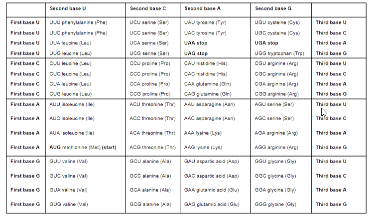 Solved => Use Chargaff's Rules to Transcribe and Translate | Chegg.com