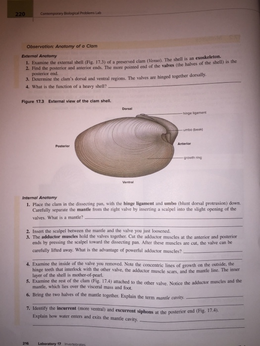 Clam Dissection Hinge Ligament