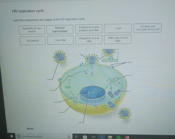 Solved HIV replication cycle Label the components and stages | Chegg.com Solved HIV replication cycle Label the components and stages | Chegg.com