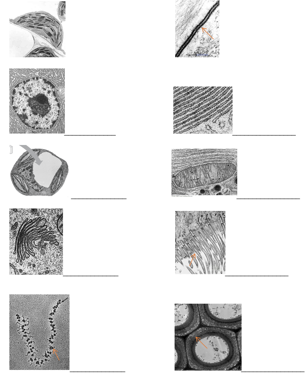 Solved For each of the following micrographs, identify the | Chegg.com Solved For each of the following micrographs, identify the | Chegg.com