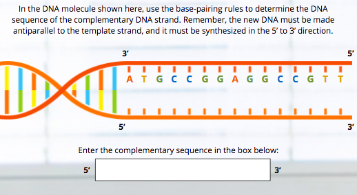 Solved In the DNA molecule shown here, use the base-pairing | Chegg.com