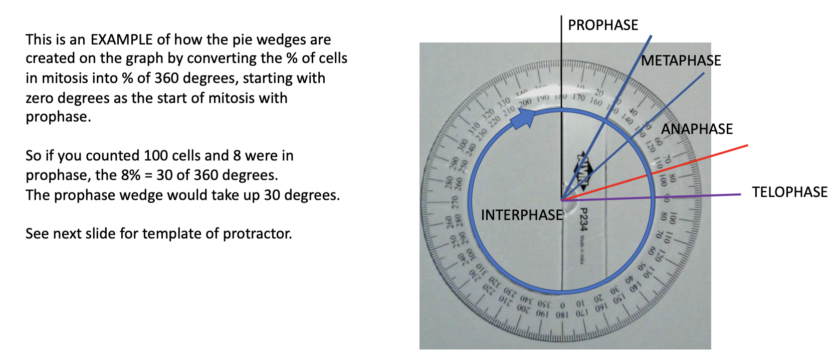 Solved Mitosis slide: specimen Allium root tip. PROPHASE | Chegg.com