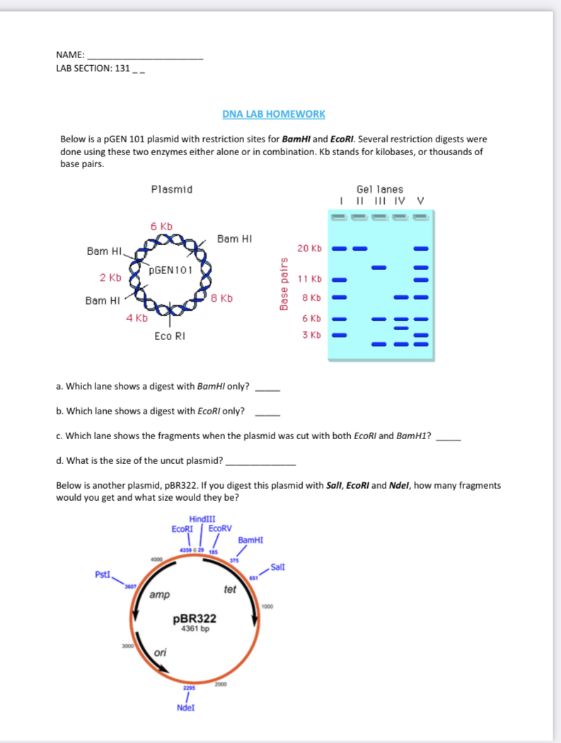 Solved Below is a pGEN 101 plasmid with restriction sites | Chegg.com