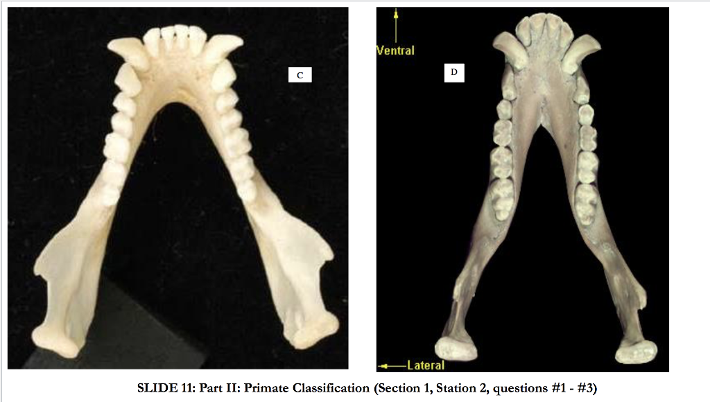 Solved Station 2. Dentition A. Dental formula A dental | Chegg.com