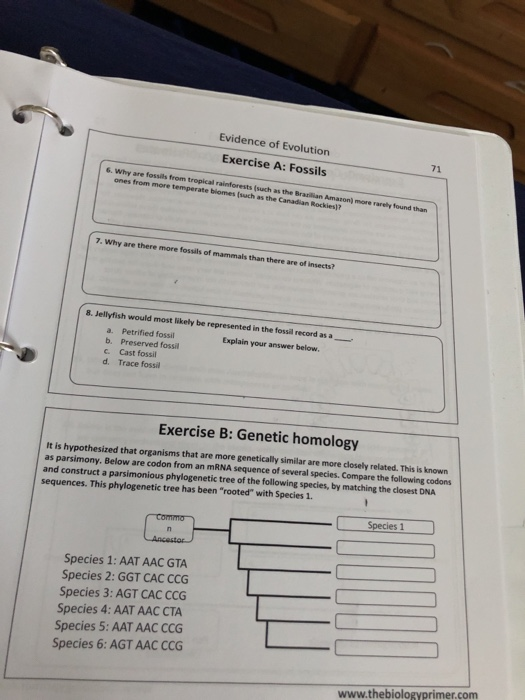 Solved Evidence of Evolution Exercise A: Fossils rainforests | Chegg.com