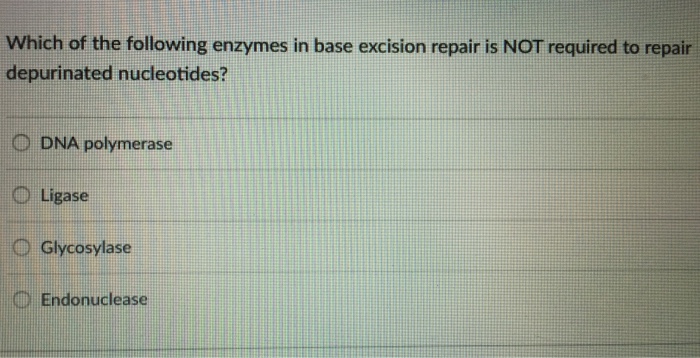 Solved Which of the following enzymes in base excision | Chegg.com