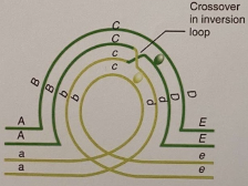 Solved An individual is heterozygous for a pericentric | Chegg.com