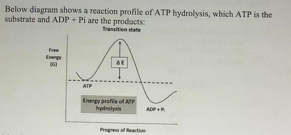 Solved Below diagram shows a reaction profile of ATP | Chegg.com