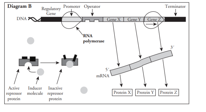 Solved Diagram B Promoter Operator Terminator Regulatory | Chegg.com