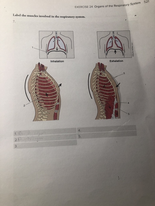 Solved EXERCISE 24 Organs of the Respiratory System Label | Chegg.com