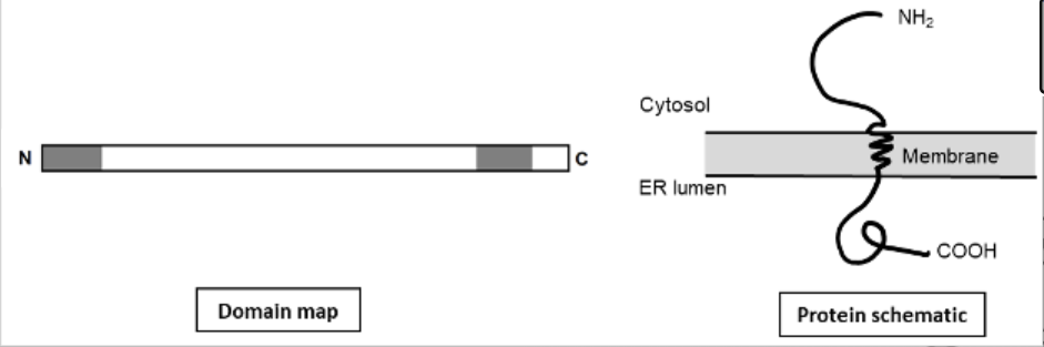Solved Explain why it would be incorrect to say that the | Chegg.com