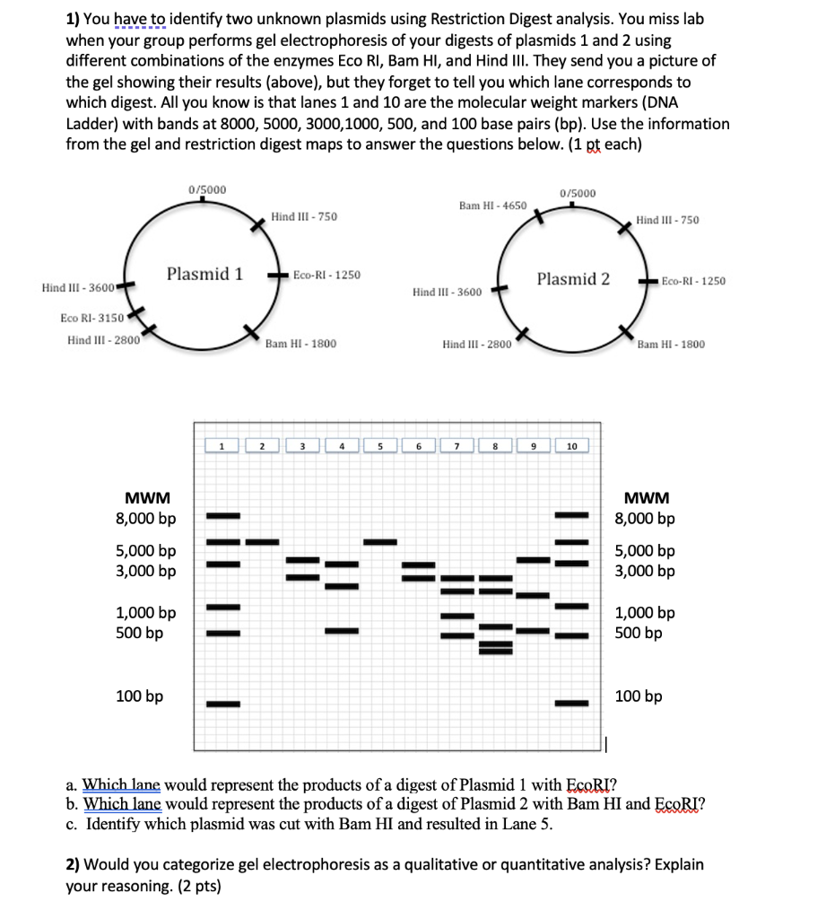 Solved 1) You have to identify two unknown plasmids using | Chegg.com