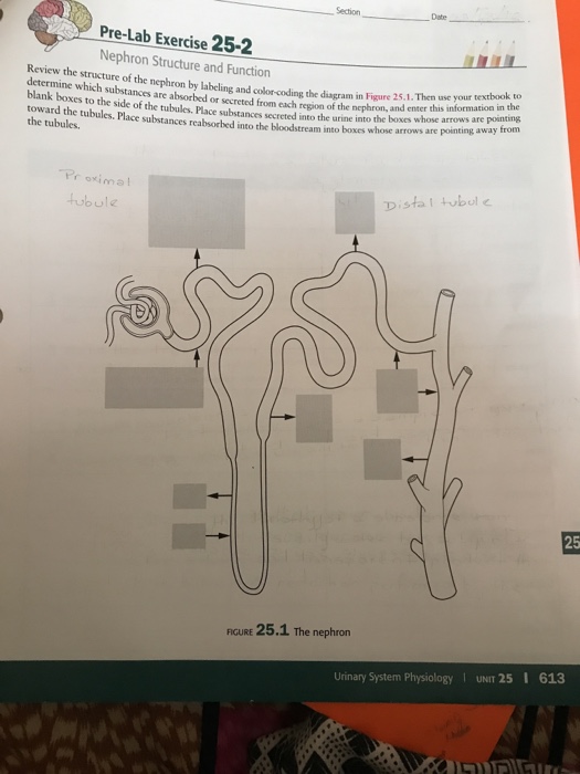 Section Date Pre-Lab Exercise 25-2 Nephron Structure | Chegg.com