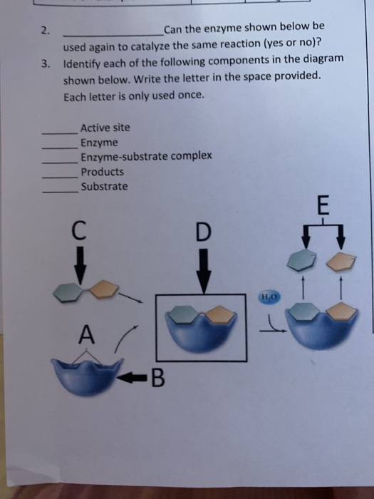 Solved 2. Can the enzyme shown below be used again to | Chegg.com