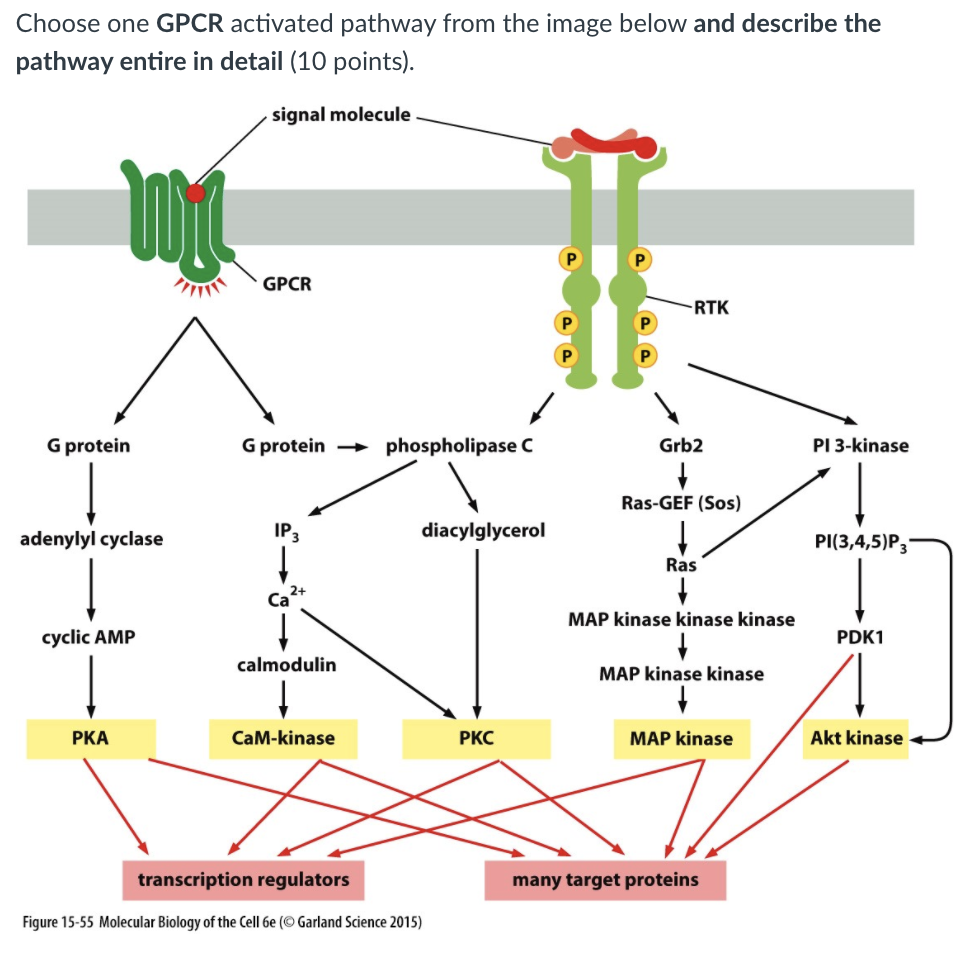 Solved Choose one GPCR activated pathway from the image | Chegg.com