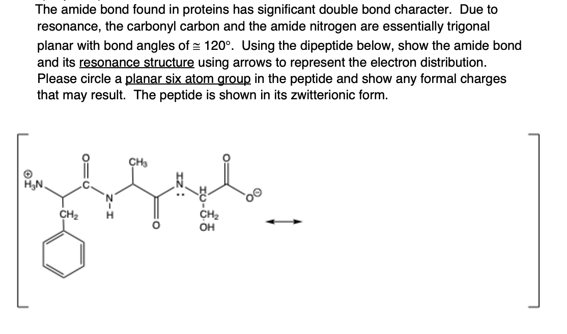 Solved The amide bond found in proteins has significant | Chegg.com