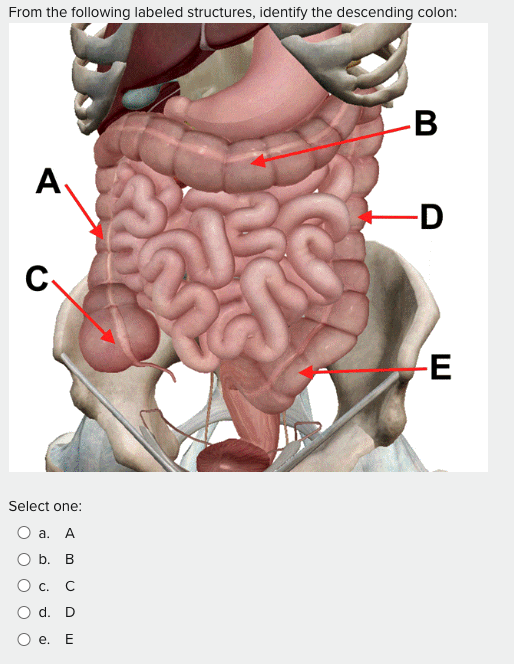 Solved From the following labeled structures, identify the | Chegg.com