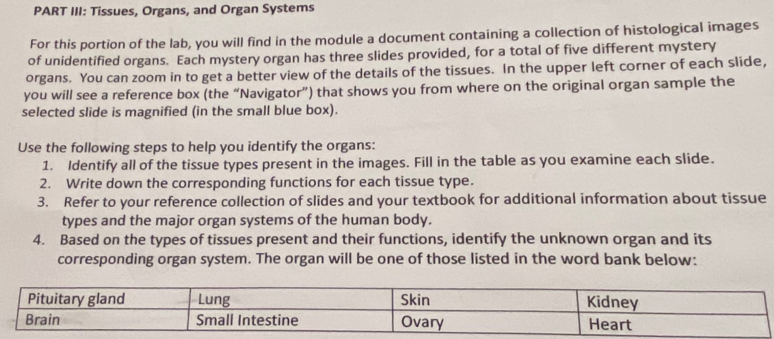 Solved PART III: Tissues, Organs, and Organ Systems For this | Chegg.com